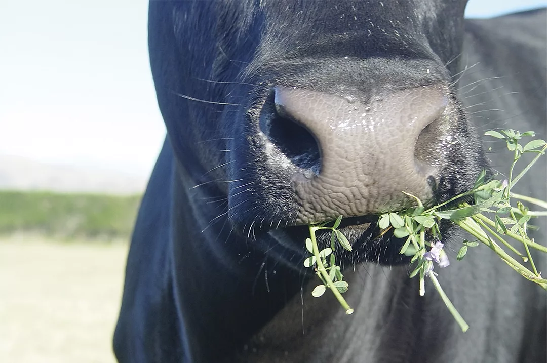 All those tiny bubbles: A look at bloat in livestock | Ag Proud