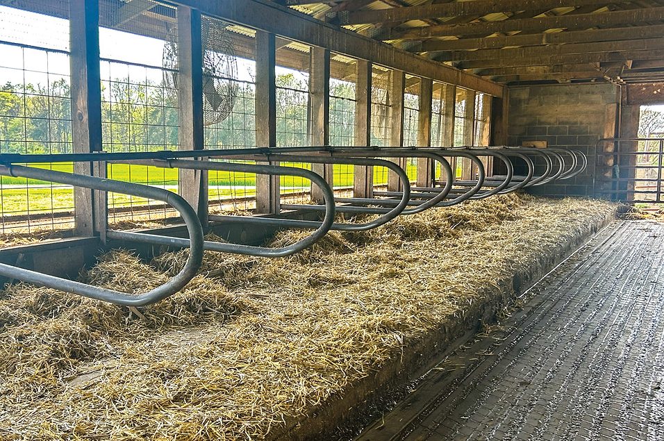 What is the best bedding choice for cow comfort in stall barns? | Ag Proud
