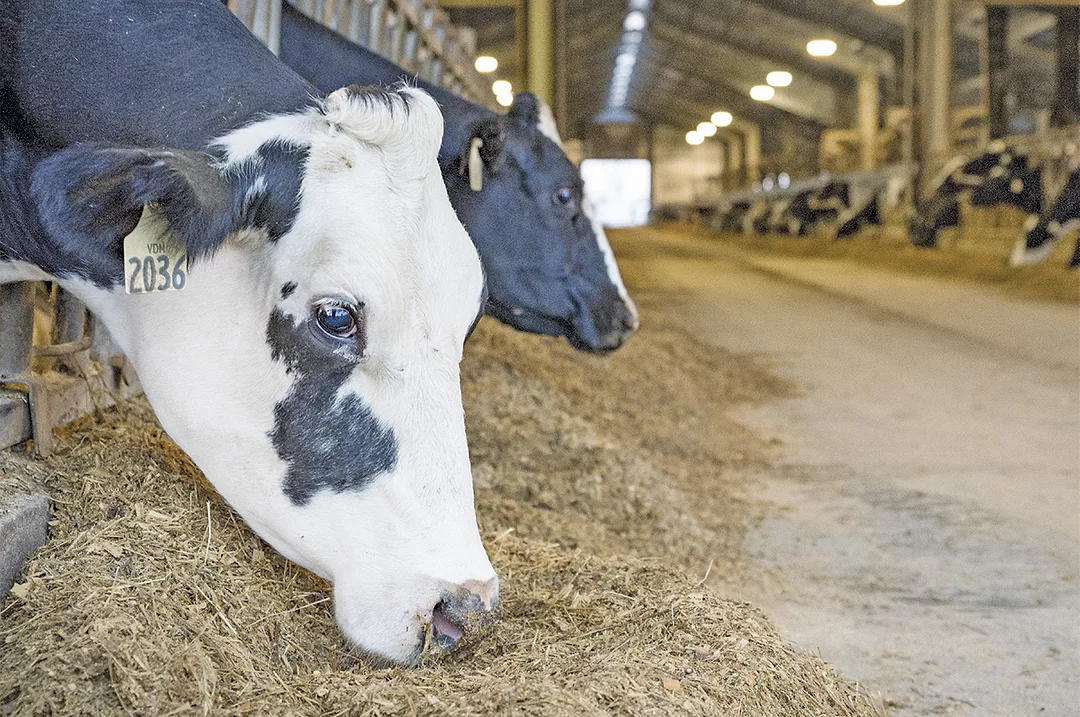 Dairy risk management: A need in today’s environment | Ag Proud
