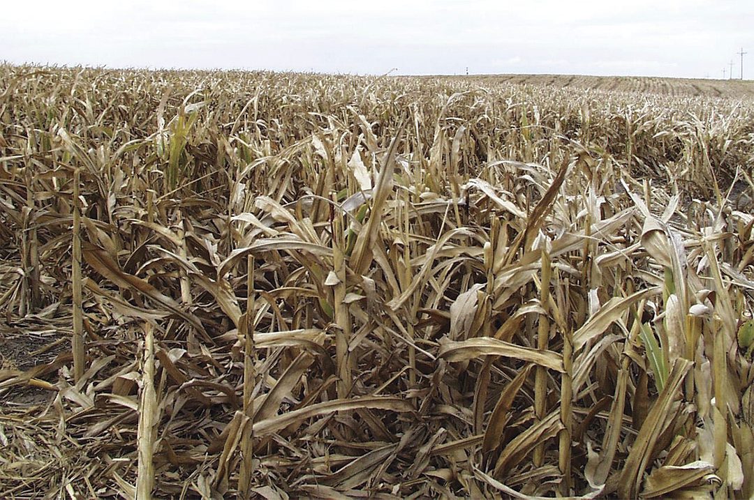 Making the most of grazing grain sorghum residue | Ag Proud