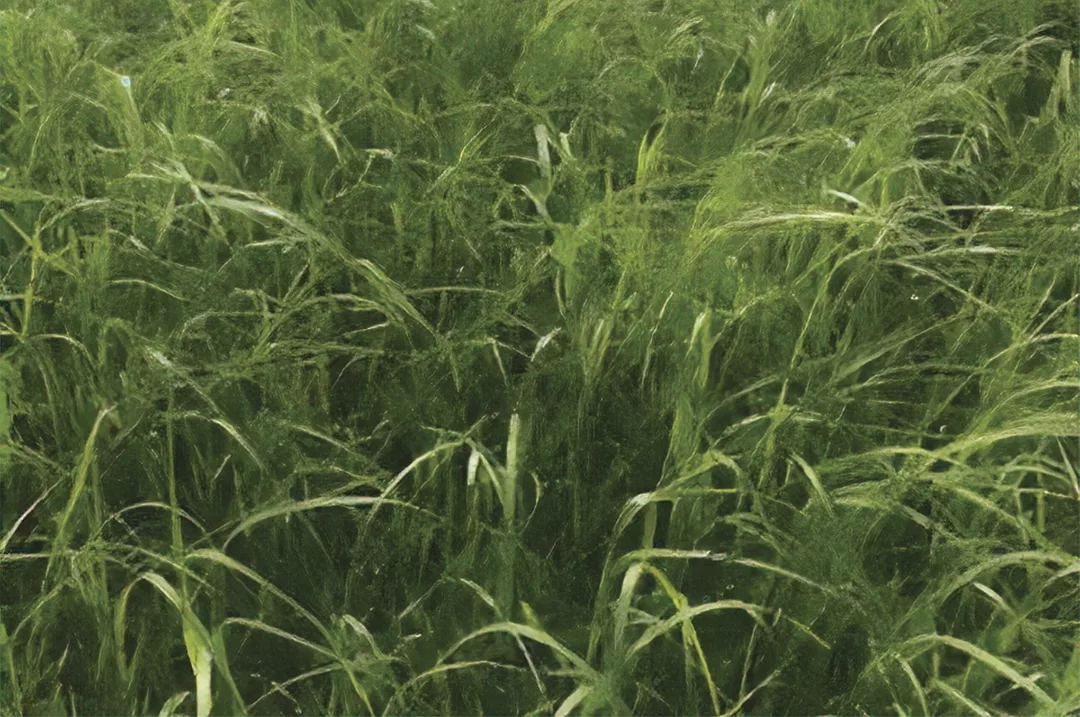 Does teff live up to the hype as beef cattle feed? | Ag Proud