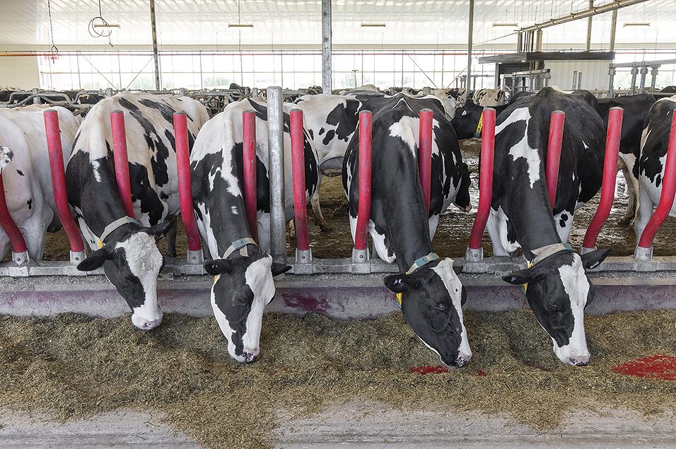 Boosting butterfat production with dairy cow diets | Ag Proud