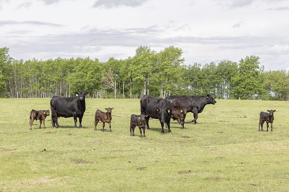 Practical applications of genomics tools for improving commercial beef ...