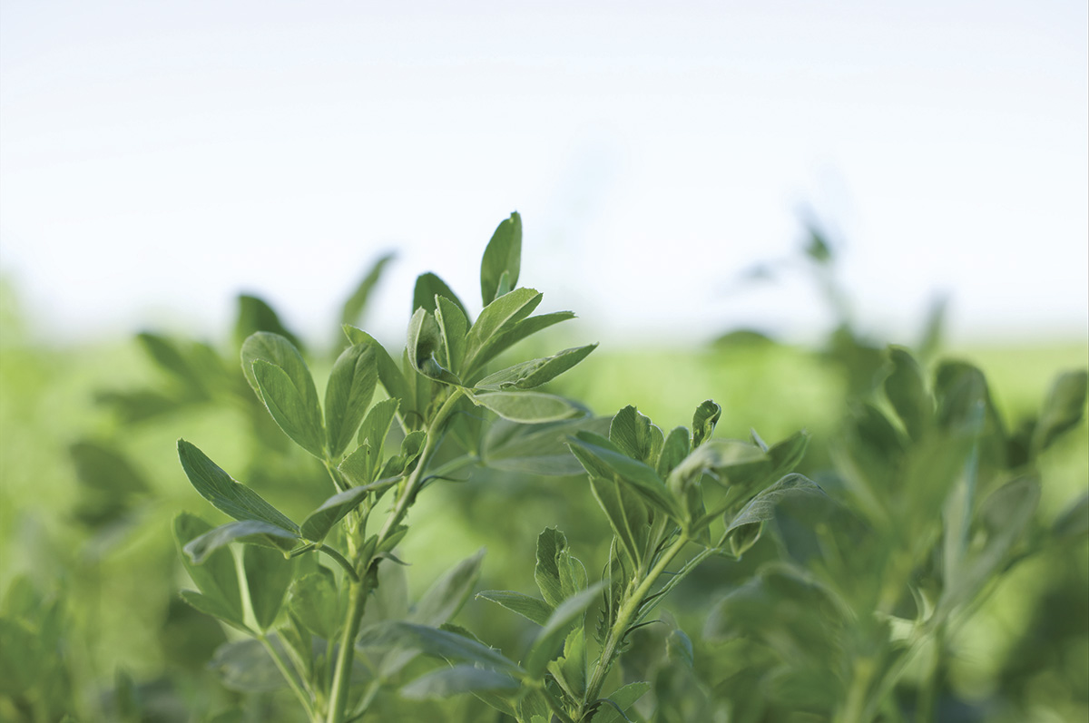 Dairy delight: How a Wisconsin farm improved forage quality and milking ...