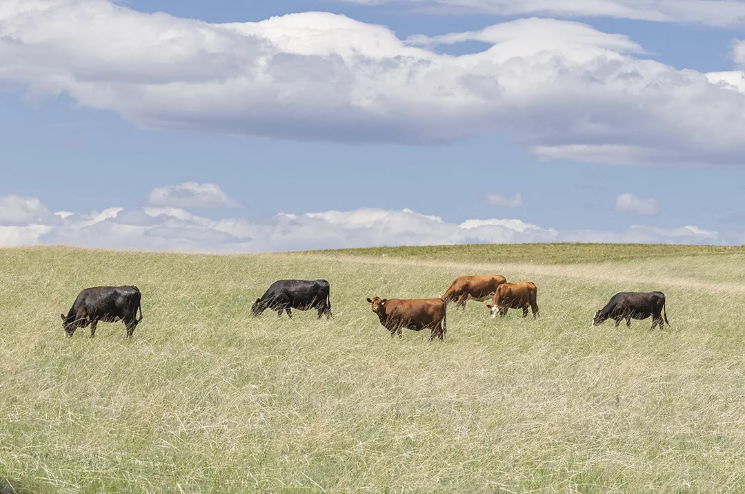 Building resilience into your grazing system | Ag Proud