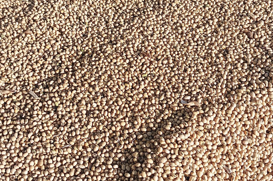 Considerations in feeding roasted high-oleic soybeans in automated ...