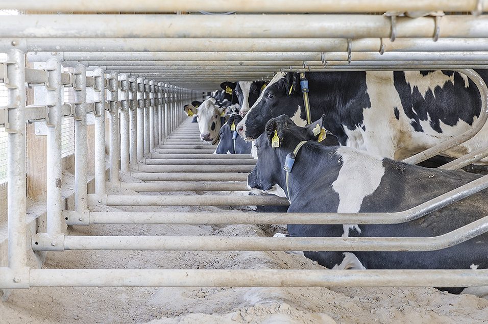 Practical strategies to enhance animal welfare on your farm | Ag Proud