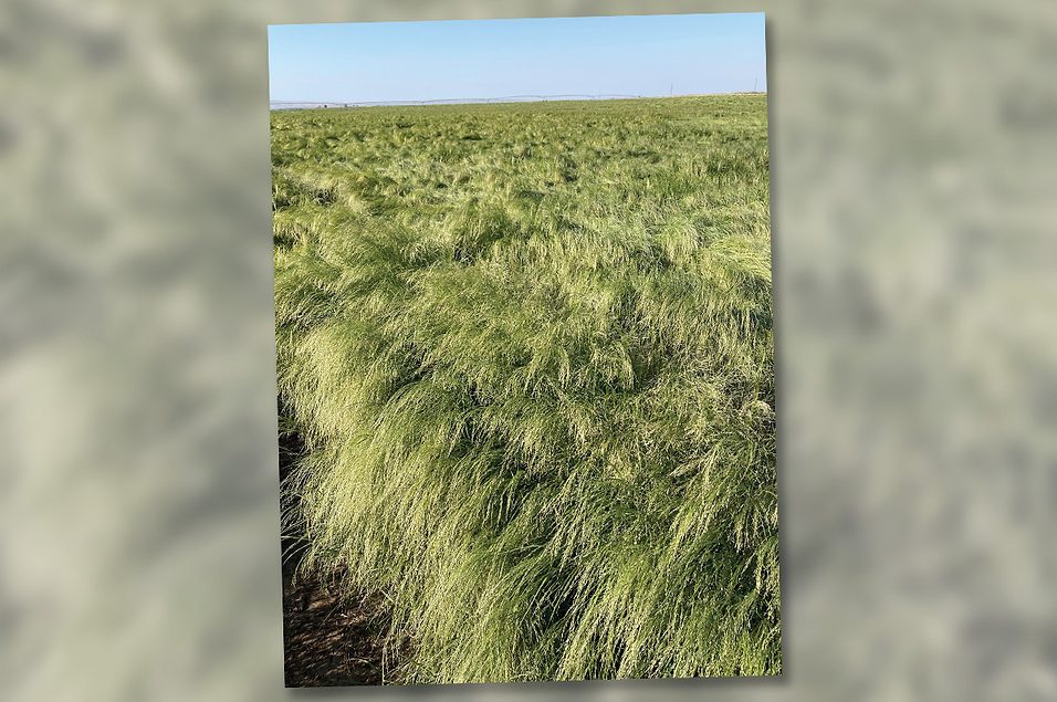 What Idaho growers are learning about growing teff | Ag Proud