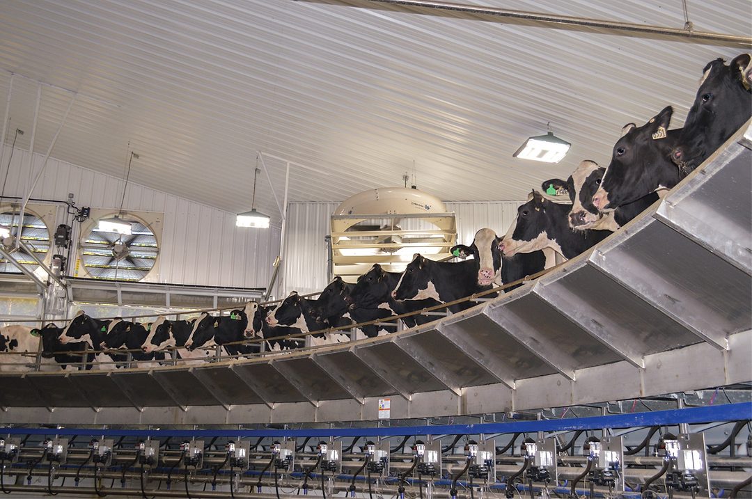 3 critical components of ventilation for milking parlors and holding ...