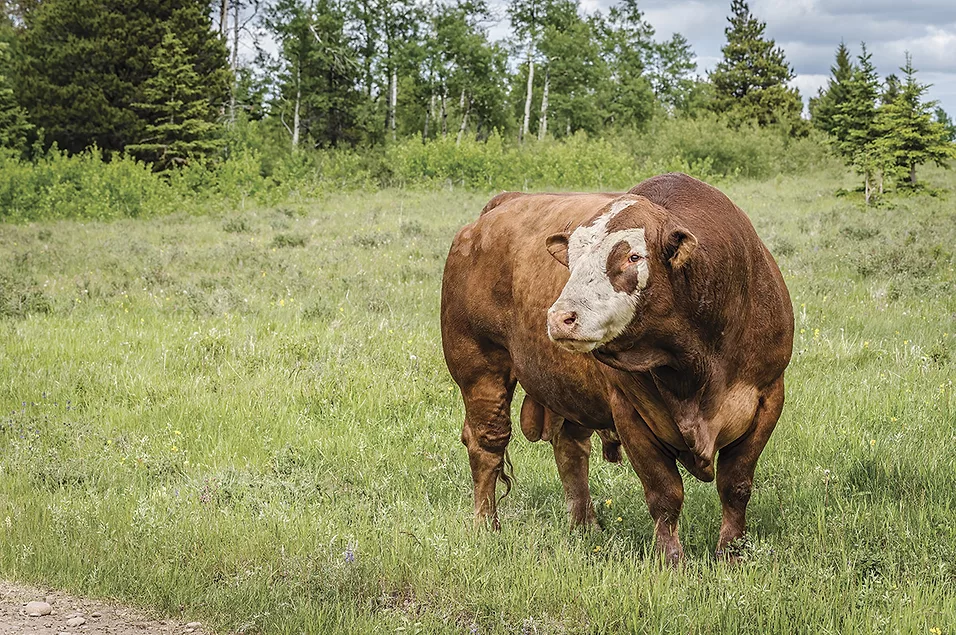 Weighing the benefits of using crossbred beef bulls | Ag Proud