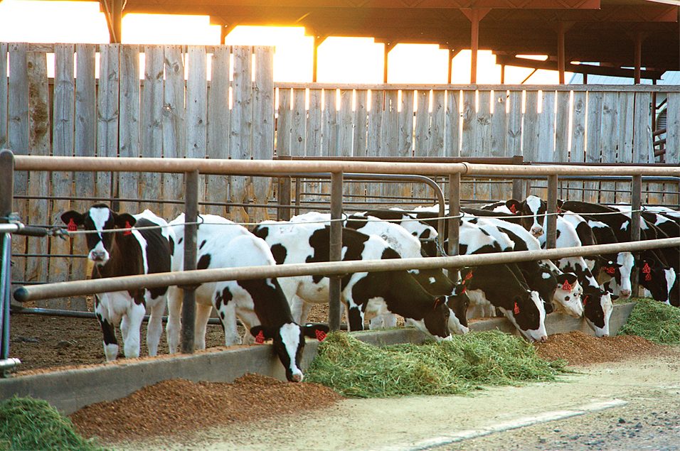 Have we overlooked heifer fertility? | Ag Proud
