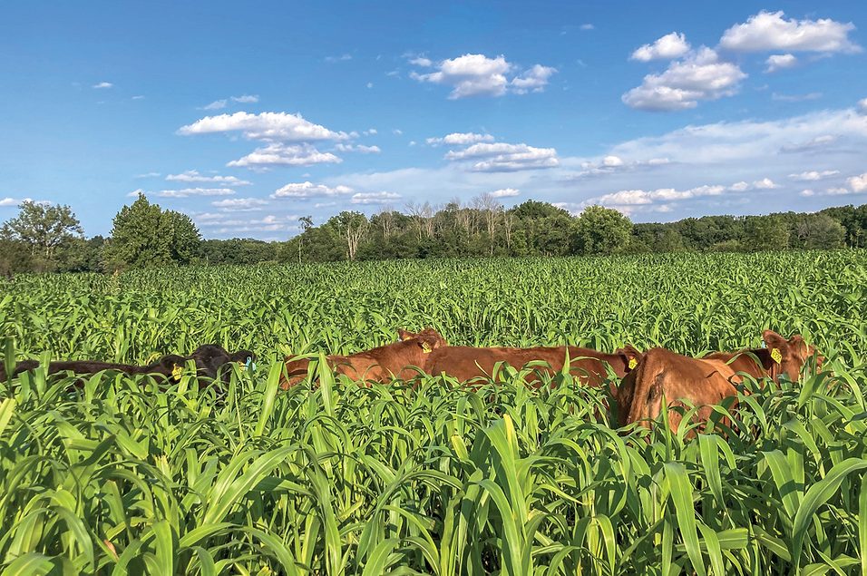 Prussic acid management in sorghum forages | Ag Proud