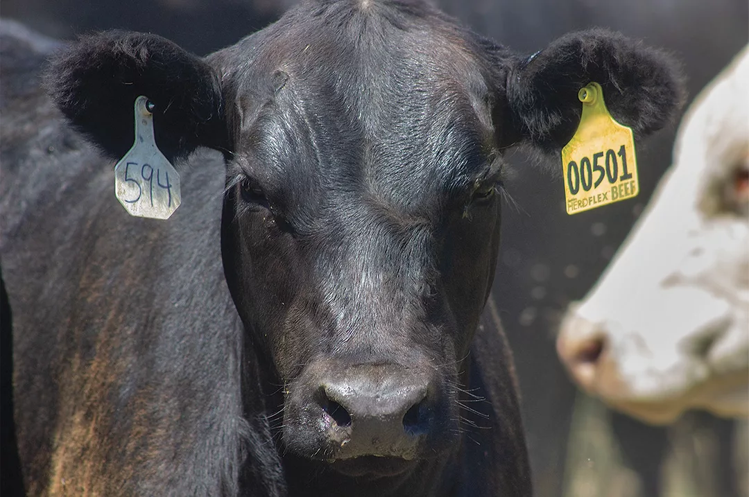 Marketing opportunities for beef-on-dairy calves | Ag Proud