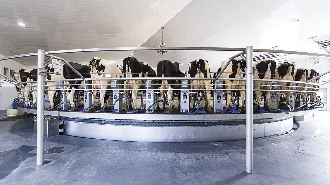 Rotary parlors are a smart choice for any dairy | Ag Proud