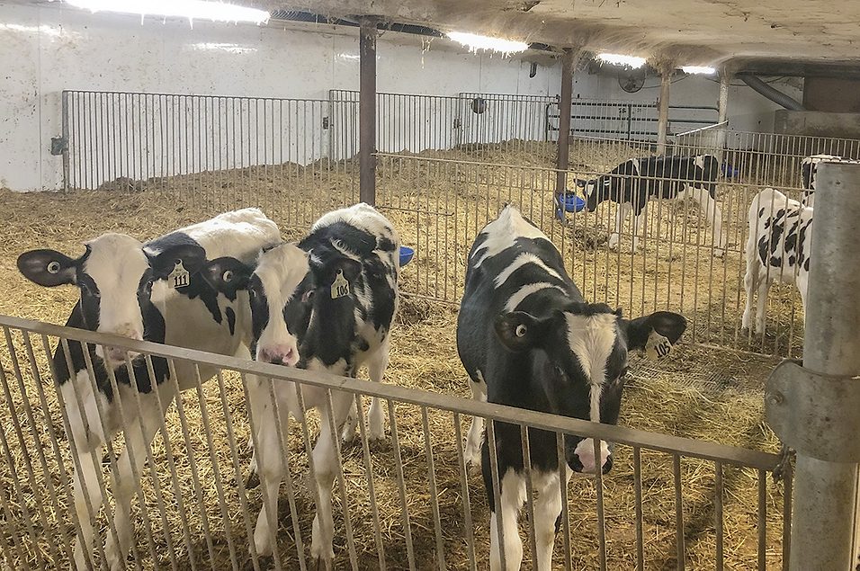 Having cows that learn pays off: How group housing benefits future ...