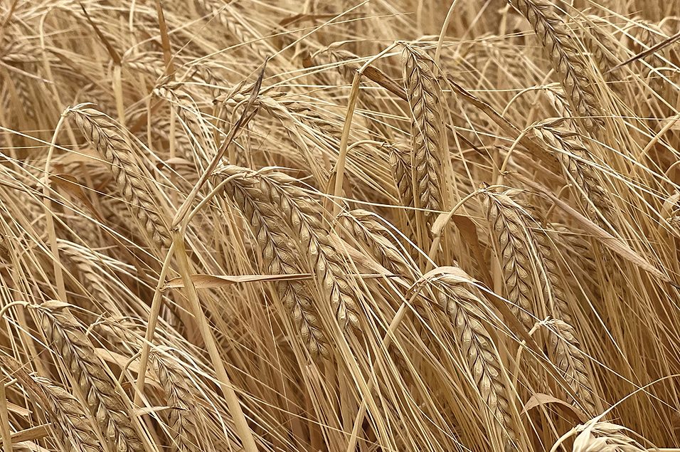 New barley contest raises the bar for yields | Ag Proud