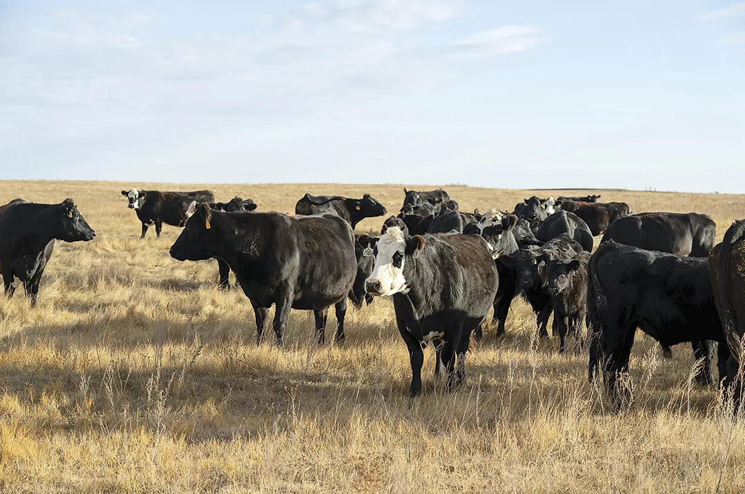 Don’t miss the signs: Catch BRD before it catches up | Ag Proud