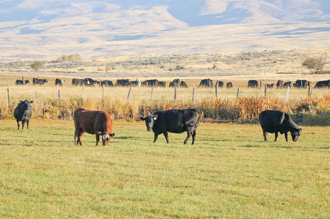 2025 beef statistics: Beef cows and total cattle inventory remain low ...