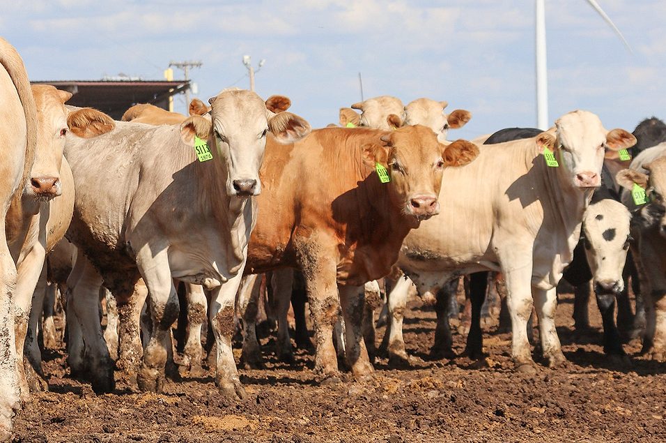 Phytogenics: Building a more resilient host animal with the power of ...