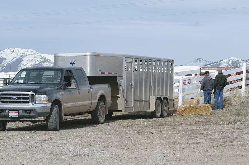 Hauling heavy bred beef cows | Ag Proud