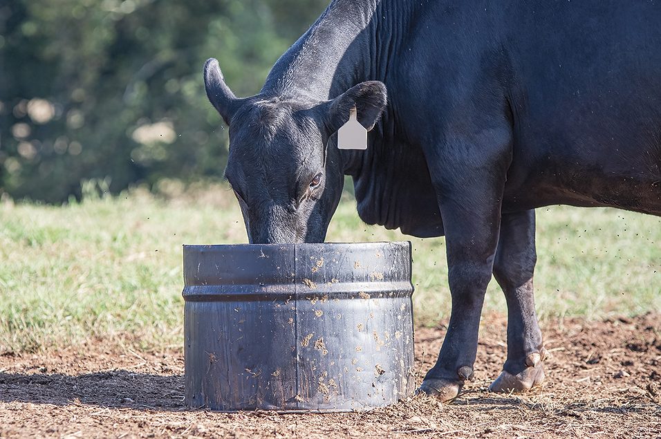 Trace minerals’ impact on cow performance and longevity | Ag Proud