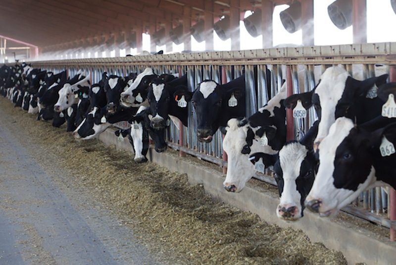 Boosting Cattle Efficiency with Gut Health Strategies | Ag Proud