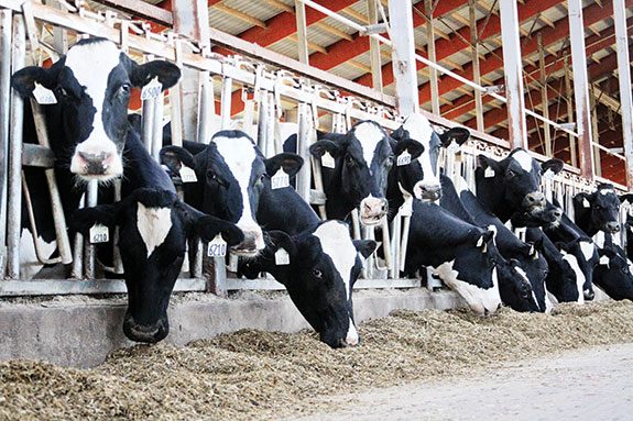 Get to know canola as a feed source - Progressive Dairy Canada | Ag Proud