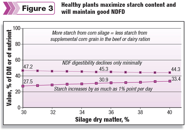 Maximize yield and quality of corn grown in northern environments ...
