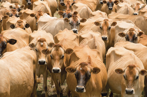 Progressive Dairyman’s top 15 online articles this year - Progressive ...