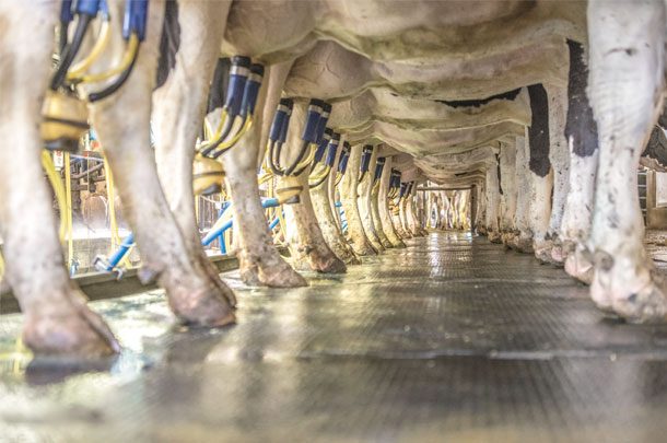 Raise the bar to 2 kilograms of fat per cow per day - Progressive Dairy ...