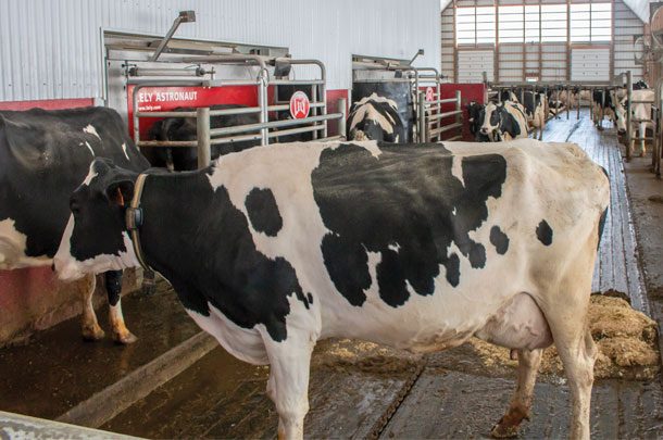 Automated milking systems: Precision feeding opportunity, or are we ...