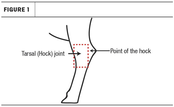 Hock injuries: What causes them and what to do about it - Progressive ...