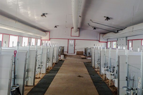 Calf health and pneumonia: A breath of fresh air - Progressive Dairy ...