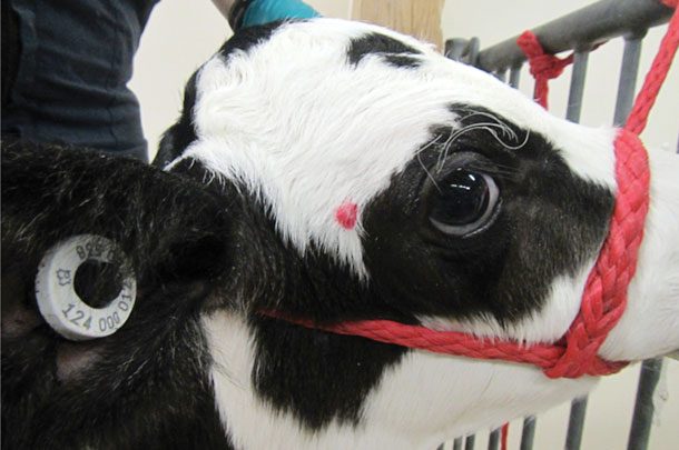Using pain mitigation when disbudding calves - Progressive Dairy Canada ...