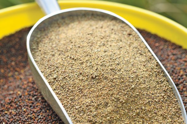 Can canola meal benefit early lactation cows? - Progressive Dairy ...