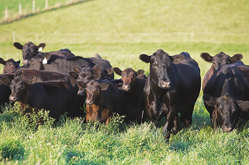 The role of active ingredients in effectively managing parasites | Ag Proud
