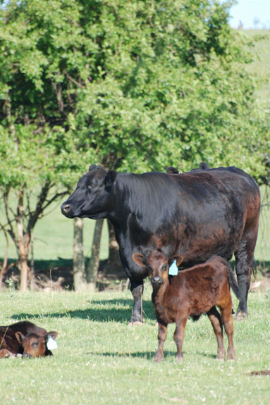 Promote cattle comfort with fly control strategies - | Ag Proud