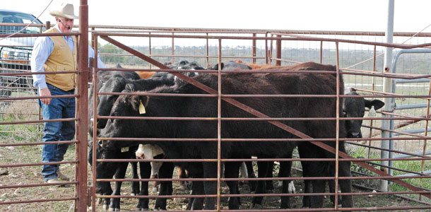 Good stockmanship requires the right attitude - Progressive Cattle | Ag ...