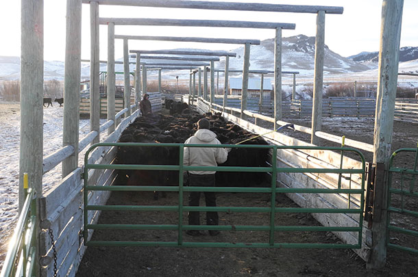 The ins and outs of low-stress corral work - Progressive Cattle | Ag Proud