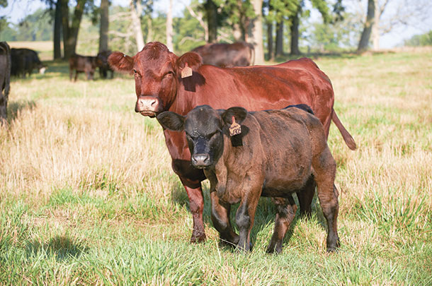 Preconditioning pays - Progressive Cattle | Ag Proud