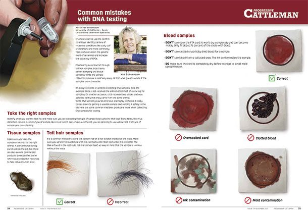 Common mistakes with DNA testing - Progressive Cattle | Ag Proud