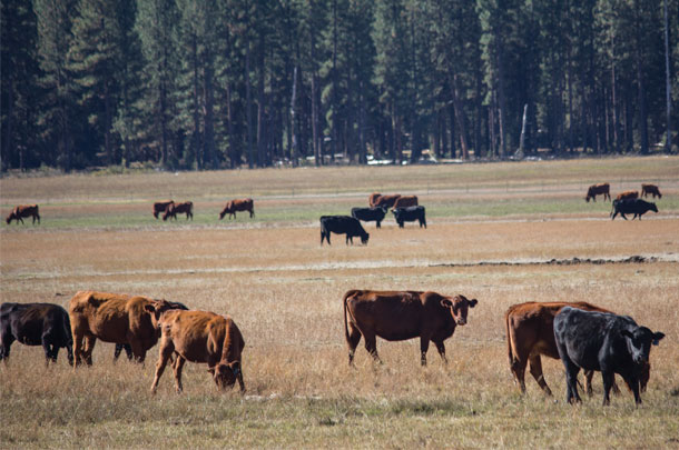 The timber market can help grow your ranch - Progressive Cattle | Ag Proud