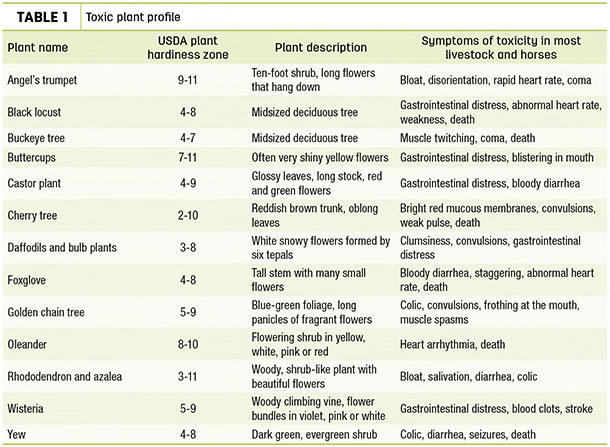 Know which toxic ornamental plants pose a risk to cattle - Progressive ...