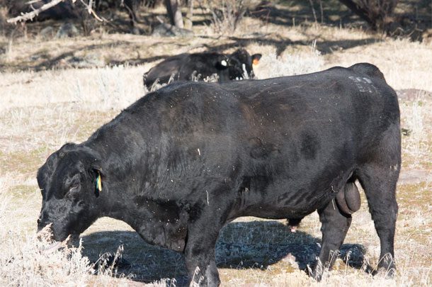 Don’t forget the bull: Proper nutrition year-round helps him perform at ...