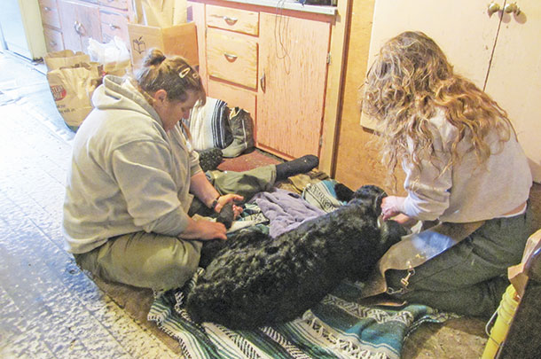 Dealing with frostbite in calving season - Progressive Cattle | Ag Proud