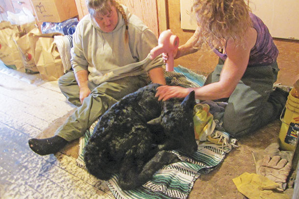 Dealing with frostbite in calving season - Progressive Cattle | Ag Proud