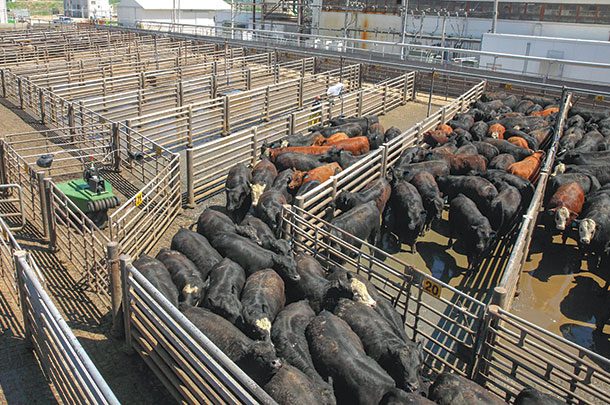 Cargill’s new robot benefits cattle industry - Progressive Cattle | Ag ...