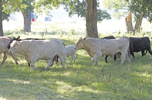 Economics of beef bulls: Selection and fertility - Progressive Cattle ...