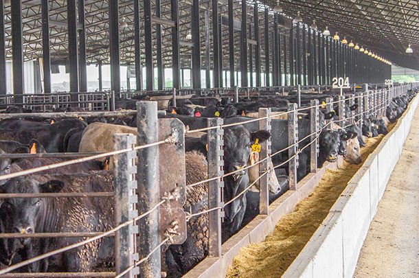 Bringing cattle feeding back to the Corn Belt - Progressive Cattle | Ag ...