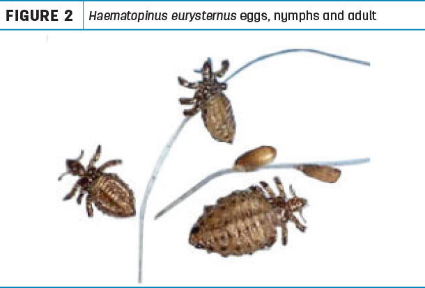 Cattle lice: Be aware, they are coming - Progressive Cattle | Ag Proud